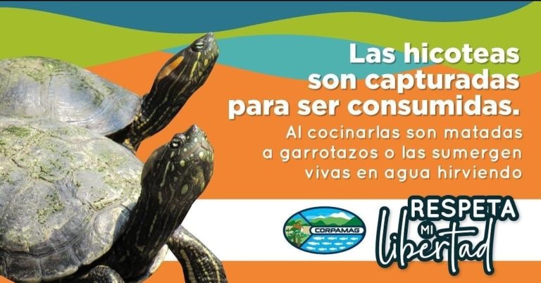 Corpamag recomienda evitar la venta y consumo de hicoteas - Opinion Caribe