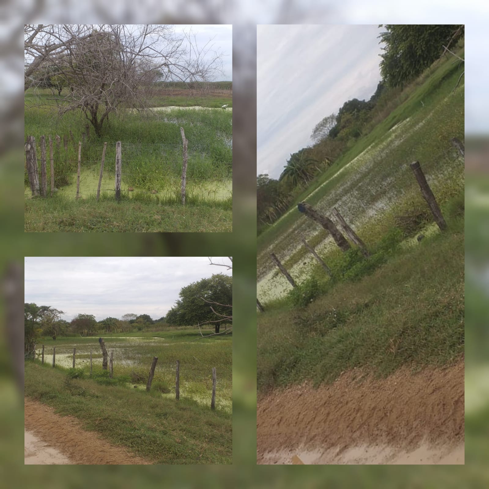 La ola invernal afecta nuevamente el cultivo del corregimiento de ...