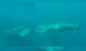 Madre manatí con su cría fueron avistados entre playa Blanca e Inca ...