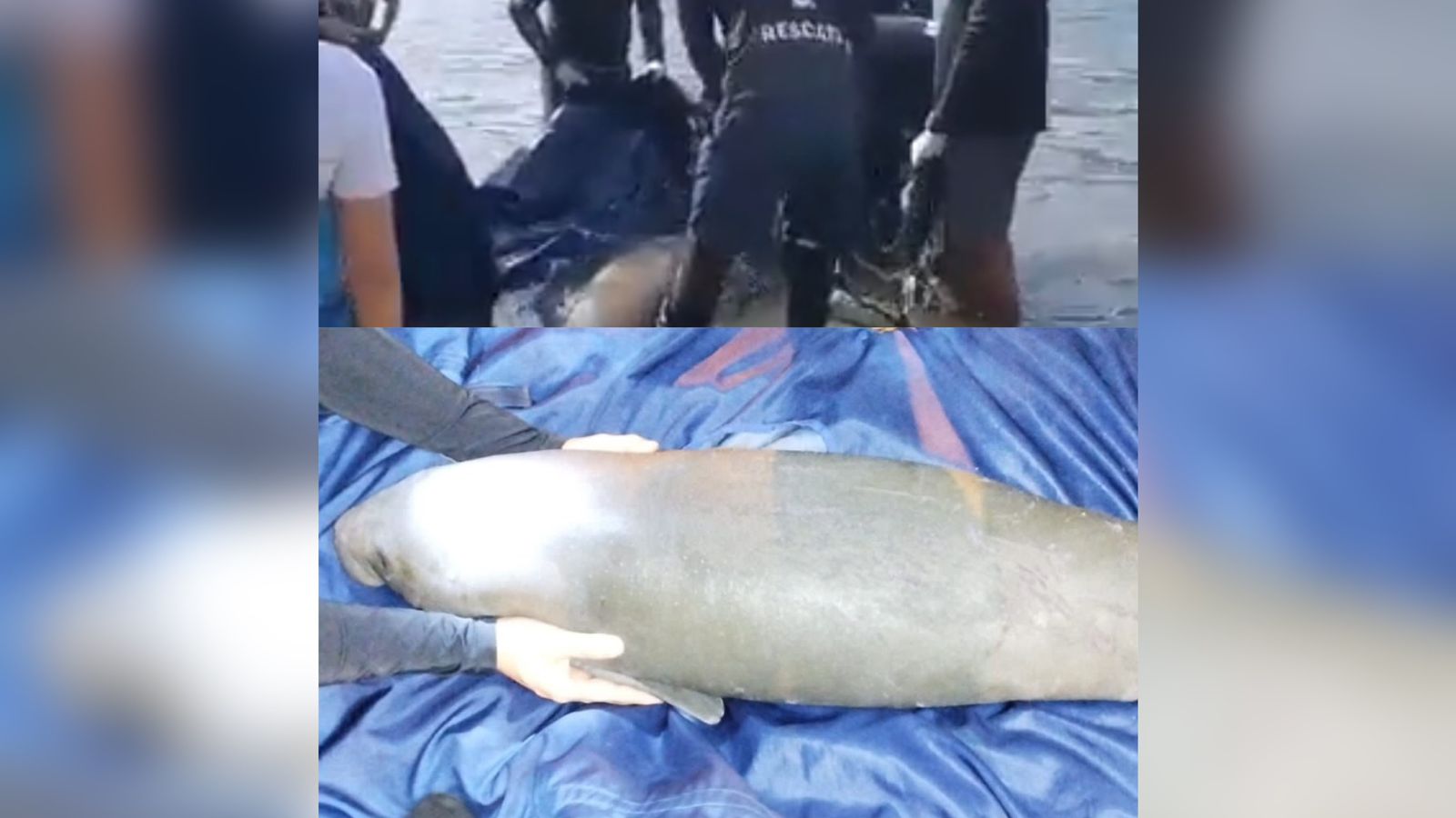 En Taganga rescatan un bebé manatí - Opinion Caribe