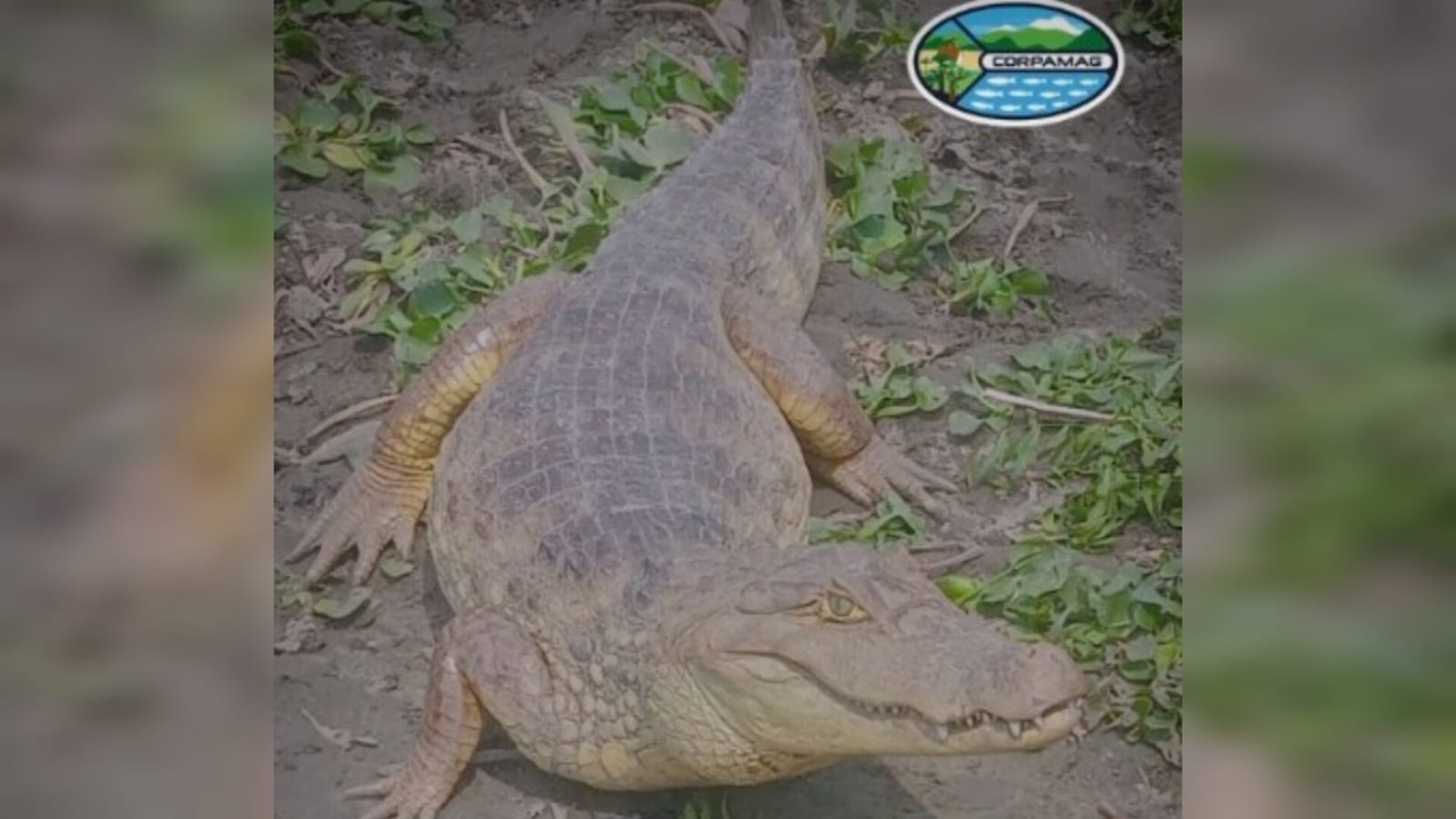 Corpamag reubicó una babilla que había sido encontrada por la comunidad ...